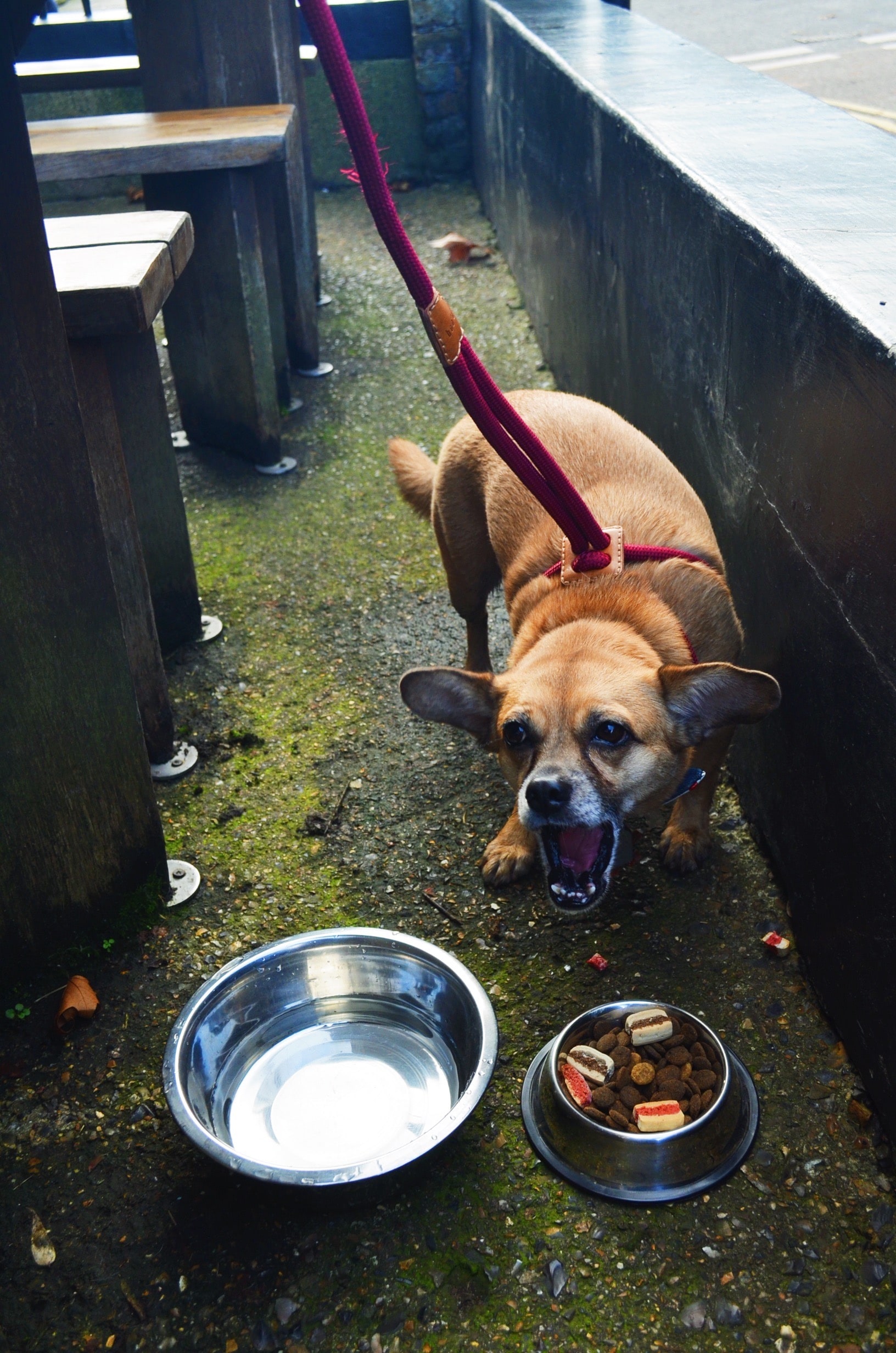 A Dog's Eye View of London: Guide to the Best Places - Argos & Artemis